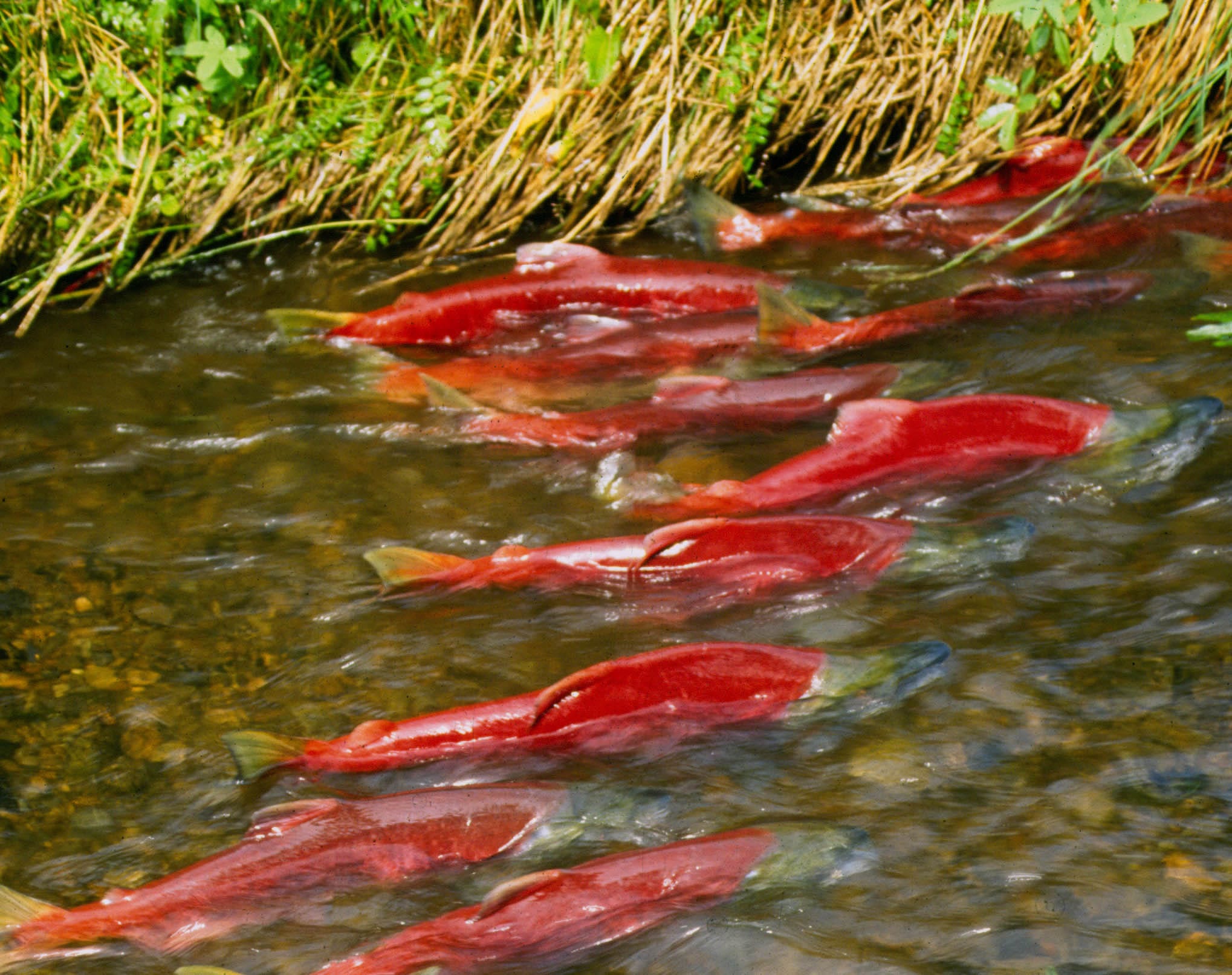 Biophysical Working Group : SASAP : State of Alaska Salmon and People
